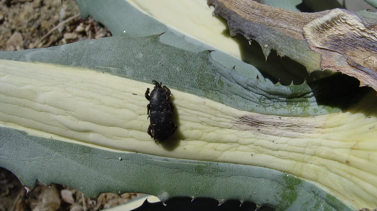 Agave Snout Weevil in Las Vegas
