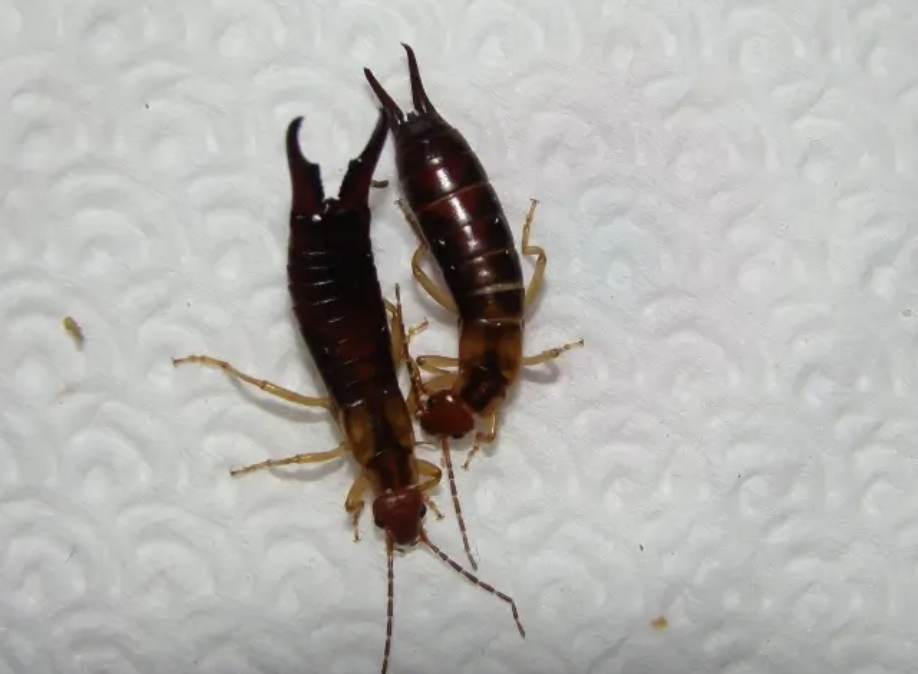 What Are Earwigs? Why Are Earwigs a Problem in Las Vegas?