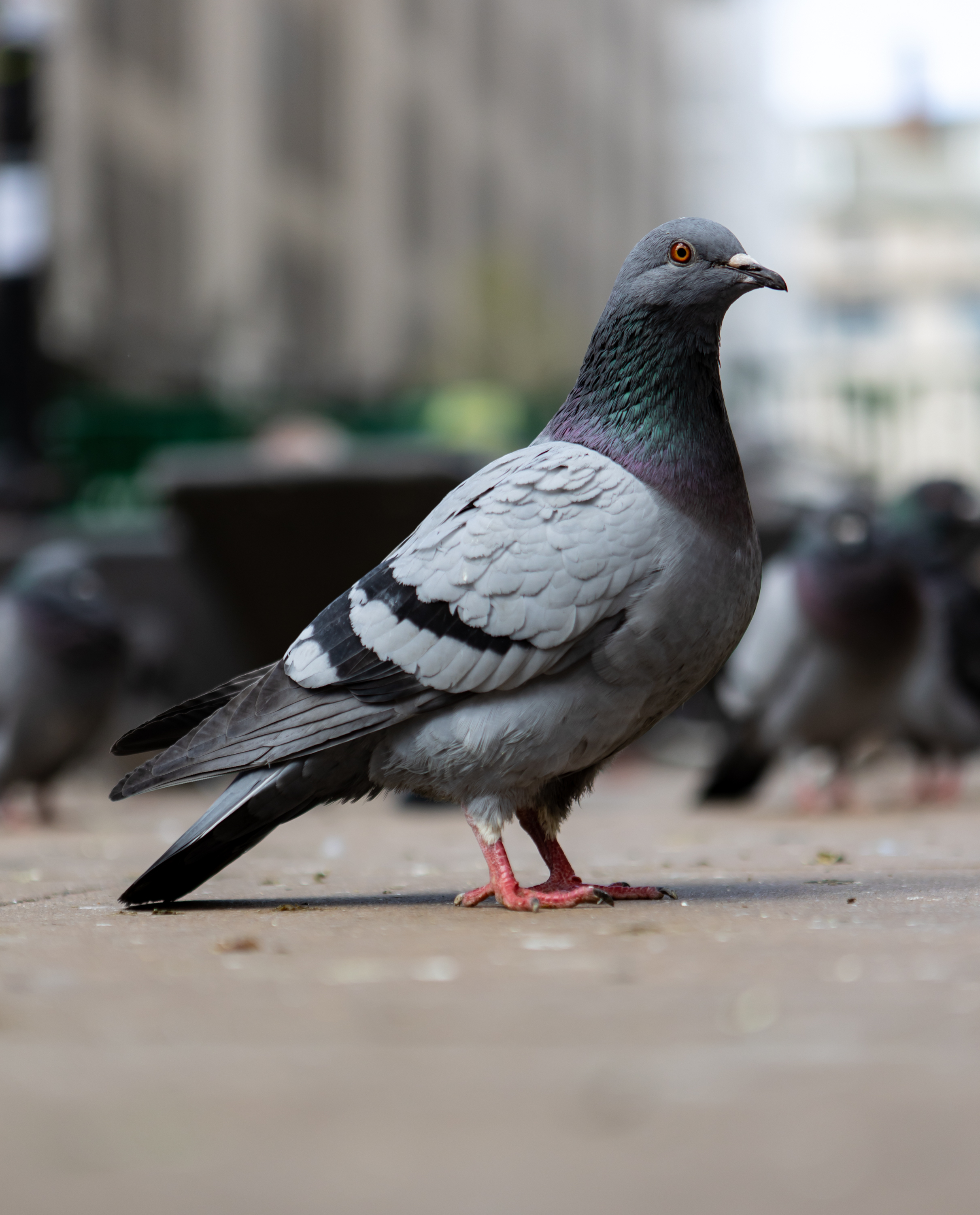 Las Vegas Pigeon Control for Shopping Centers & Commercial HOAs