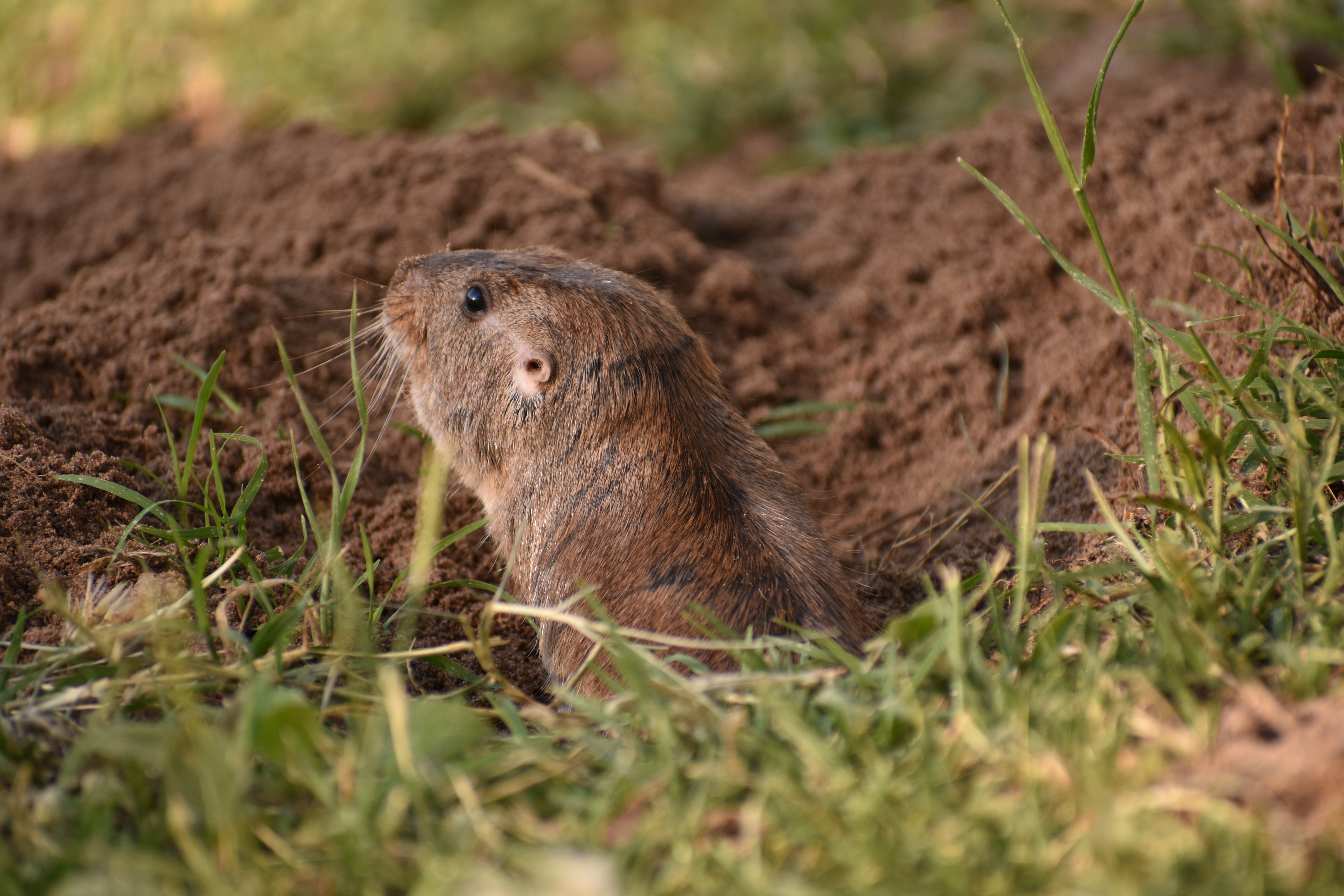 Vegas Gopher Control: Long-Term Solutions for Damaging Pests