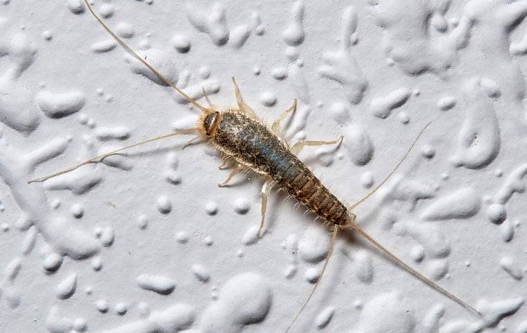 Blog - Six Easy Ways To Prevent Silverfish Infestations On Your Las ...