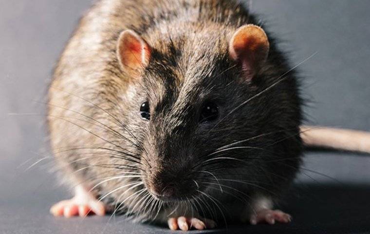 Blog - Everything Las Vegas Residents Should Know About Rat Control