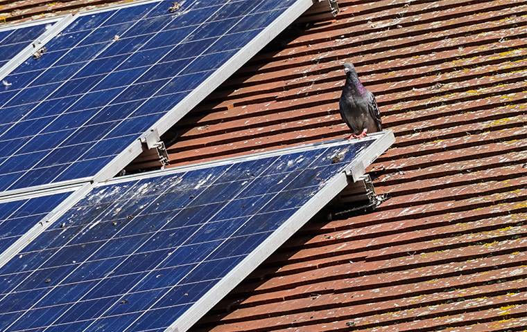 Solar Panel Exclusion 101: What Las Vegas Homeowners Should Know