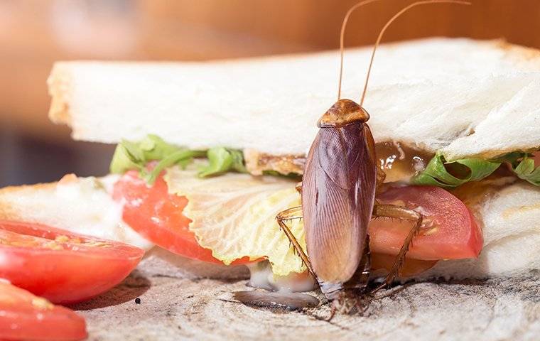 Don't Let Roaches Take Over Your Las Vegas Home