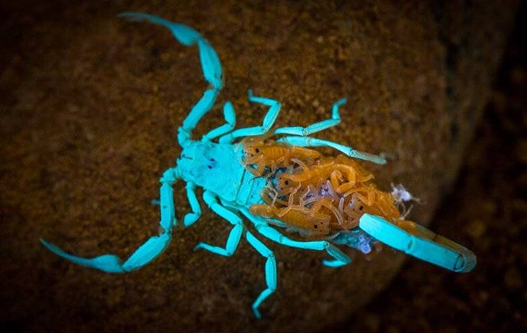 Blog - Six Ways To Keep Scorpions Away From Your Las Vegas Property
