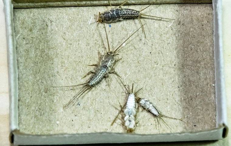 How To Get Rid Of Silverfish In Your Las Vegas Home And Keep Them Out