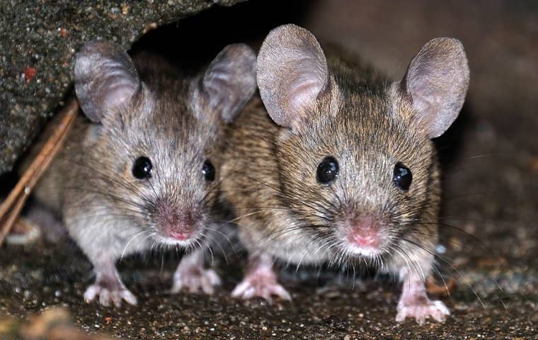 Steps You Can Take To Deter Rodents In Las Vegas