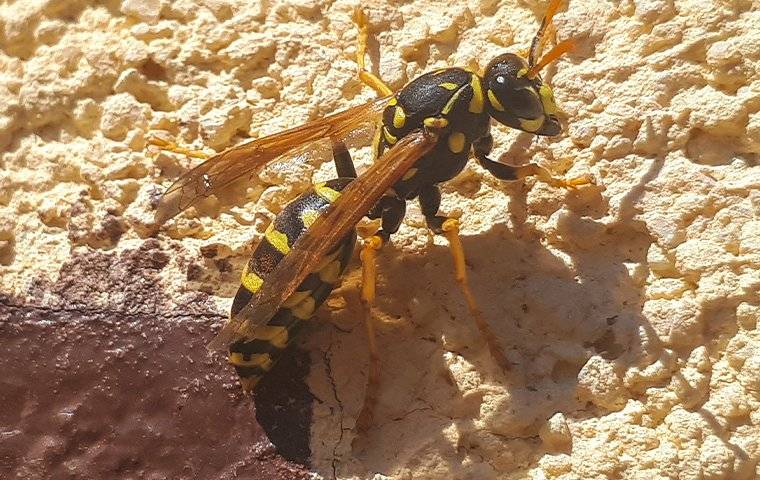 Wasp Prevention 101: Steps You Can Take To Keep Wasps At Bay In Las Vegas